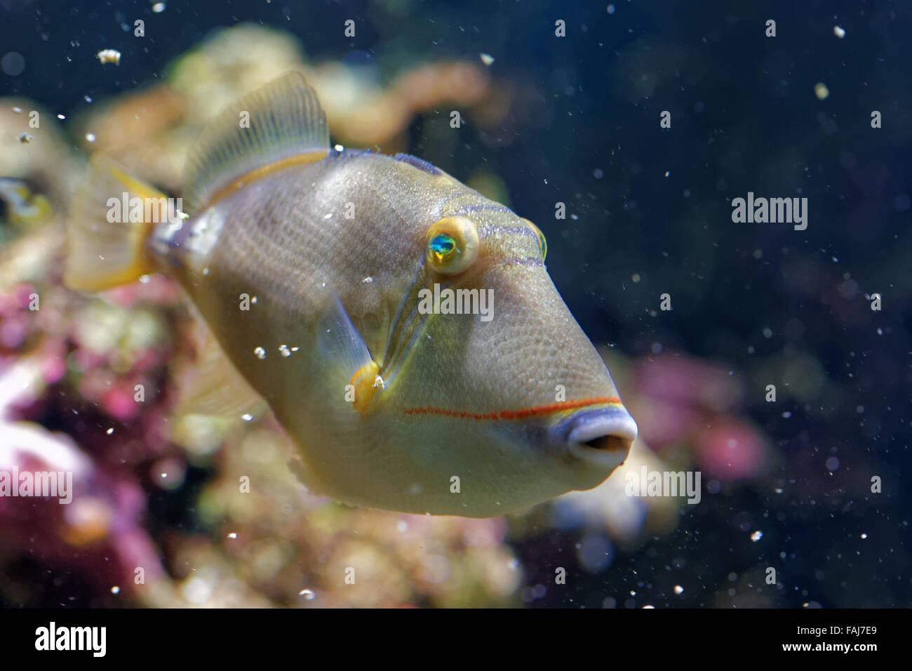 Blackbelly triggerfish (Rhinecanthus verrucosus) is a ray-finned fish ...
