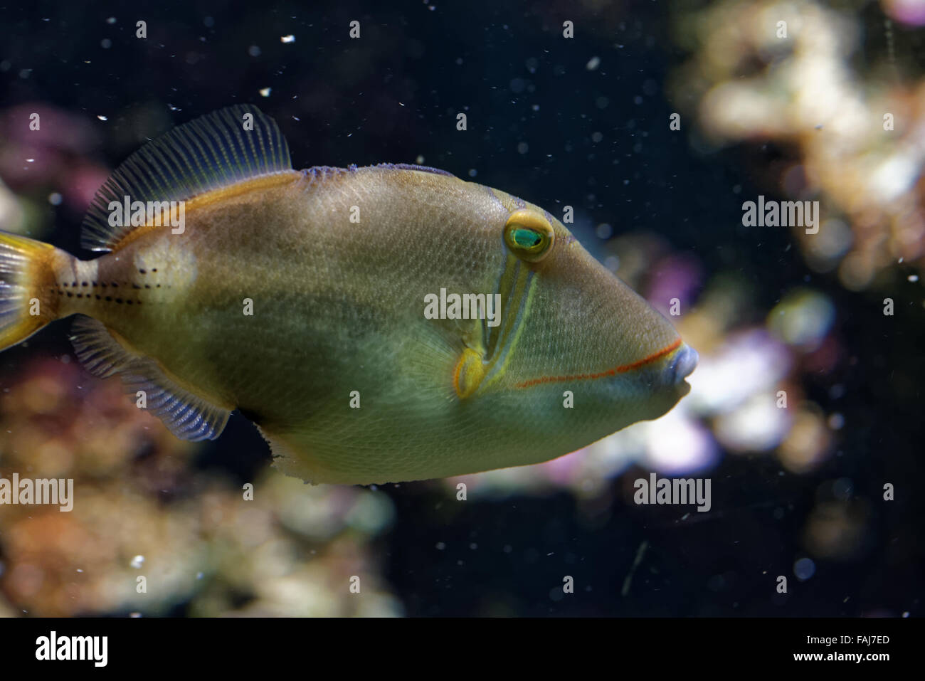 Blackbelly High Resolution Stock Photography and Images - Alamy