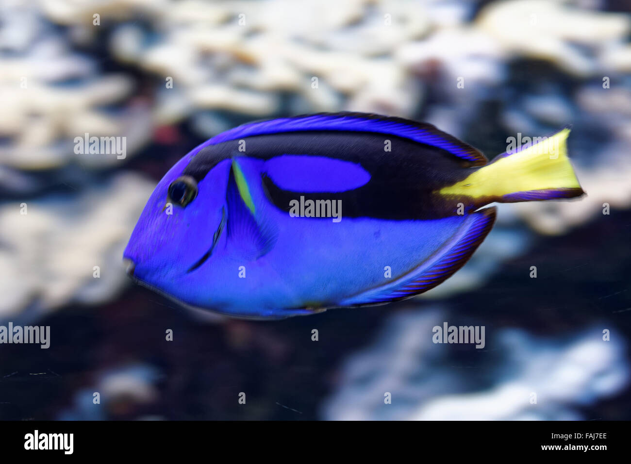 Paracanthurus hepatus is a species of Indo-Pacific surgeonfish Stock ...