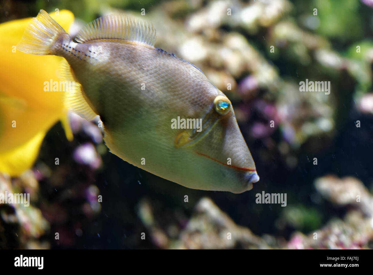 Rhinecanthus Verrucosus High Resolution Stock Photography and Images ...