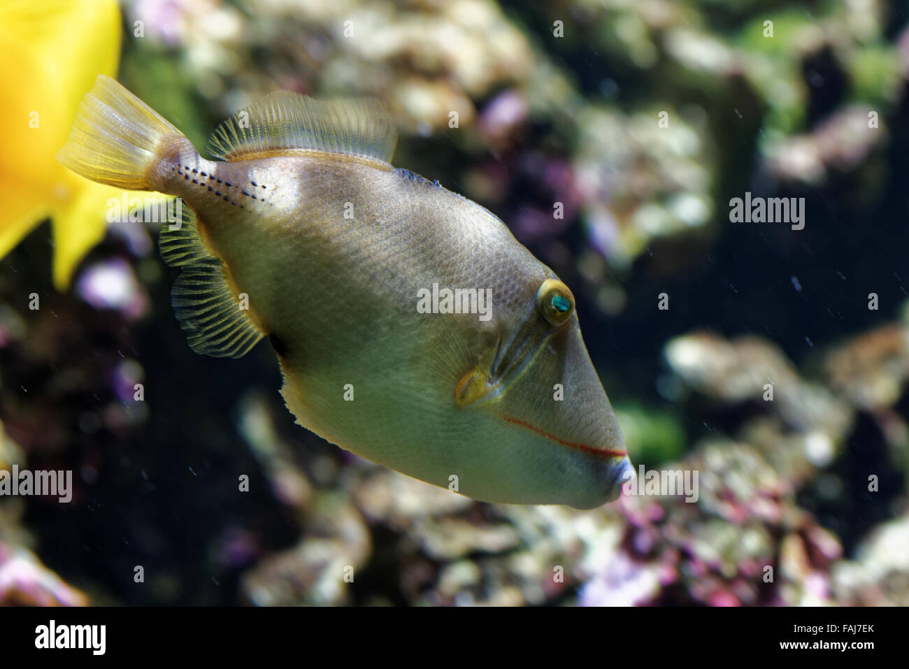 Rhinecanthus Verrucosus High Resolution Stock Photography and Images ...