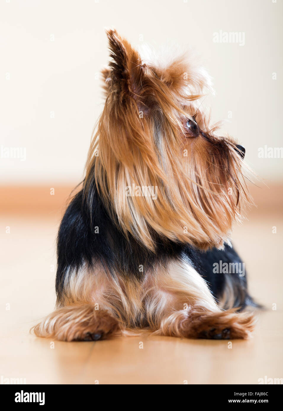 Miniature long haired yorkie hi-res stock photography and images - Alamy