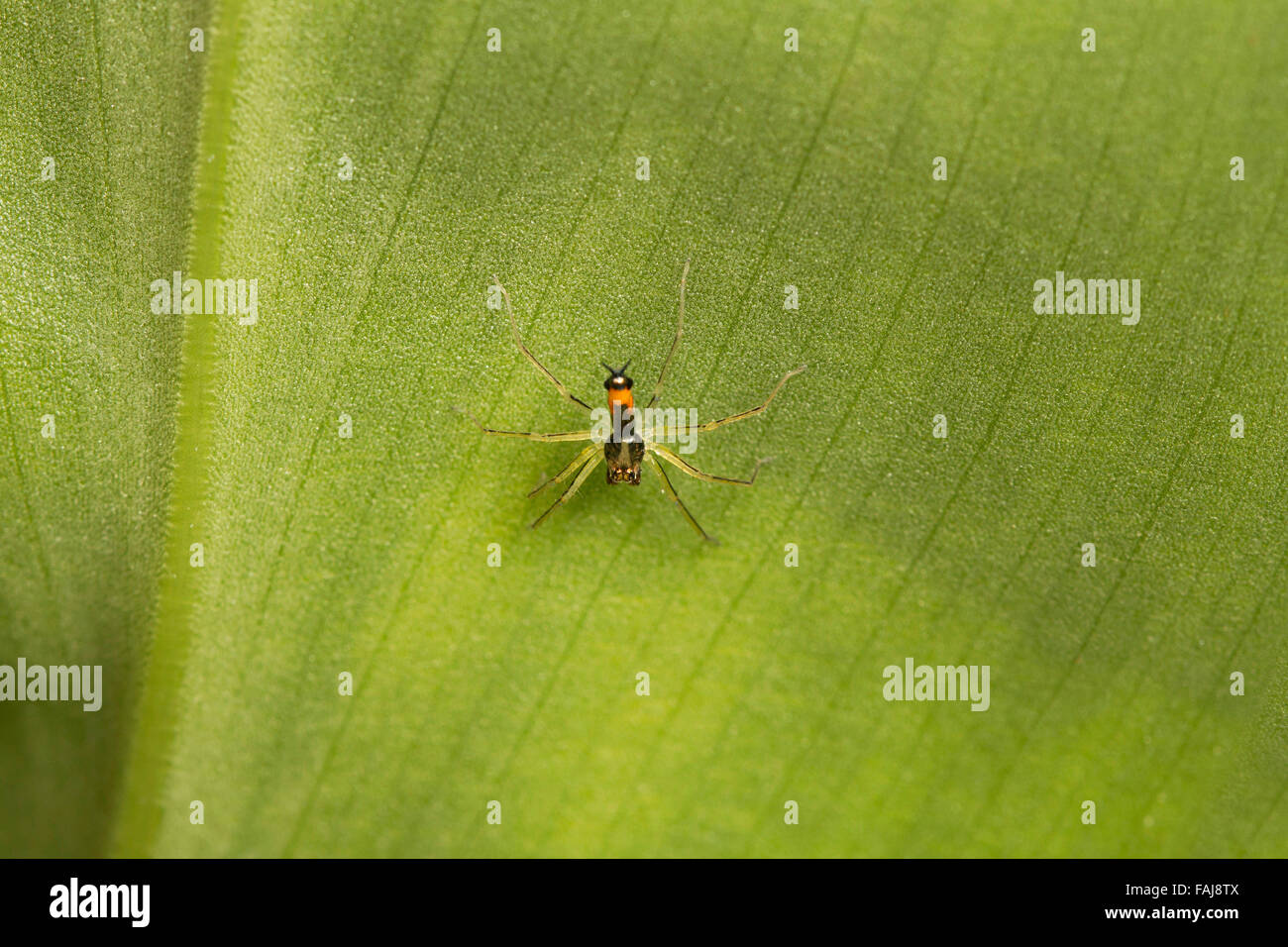 Jumping spider, Aarey Milk Colony, India Stock Photo - Alamy