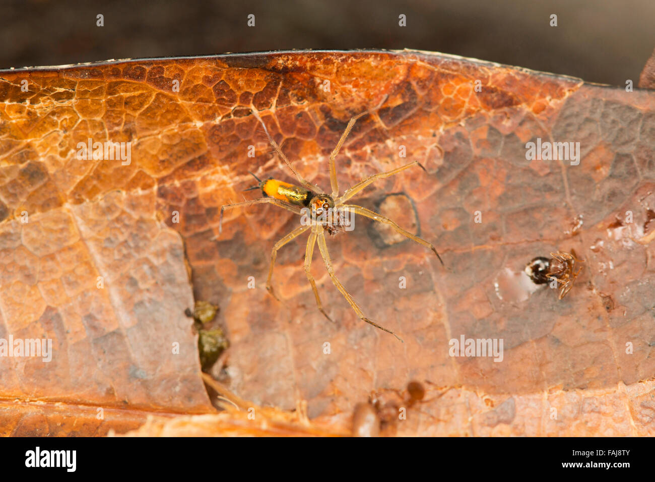 Jumping spider, Aarey Milk Colony, India Stock Photo - Alamy