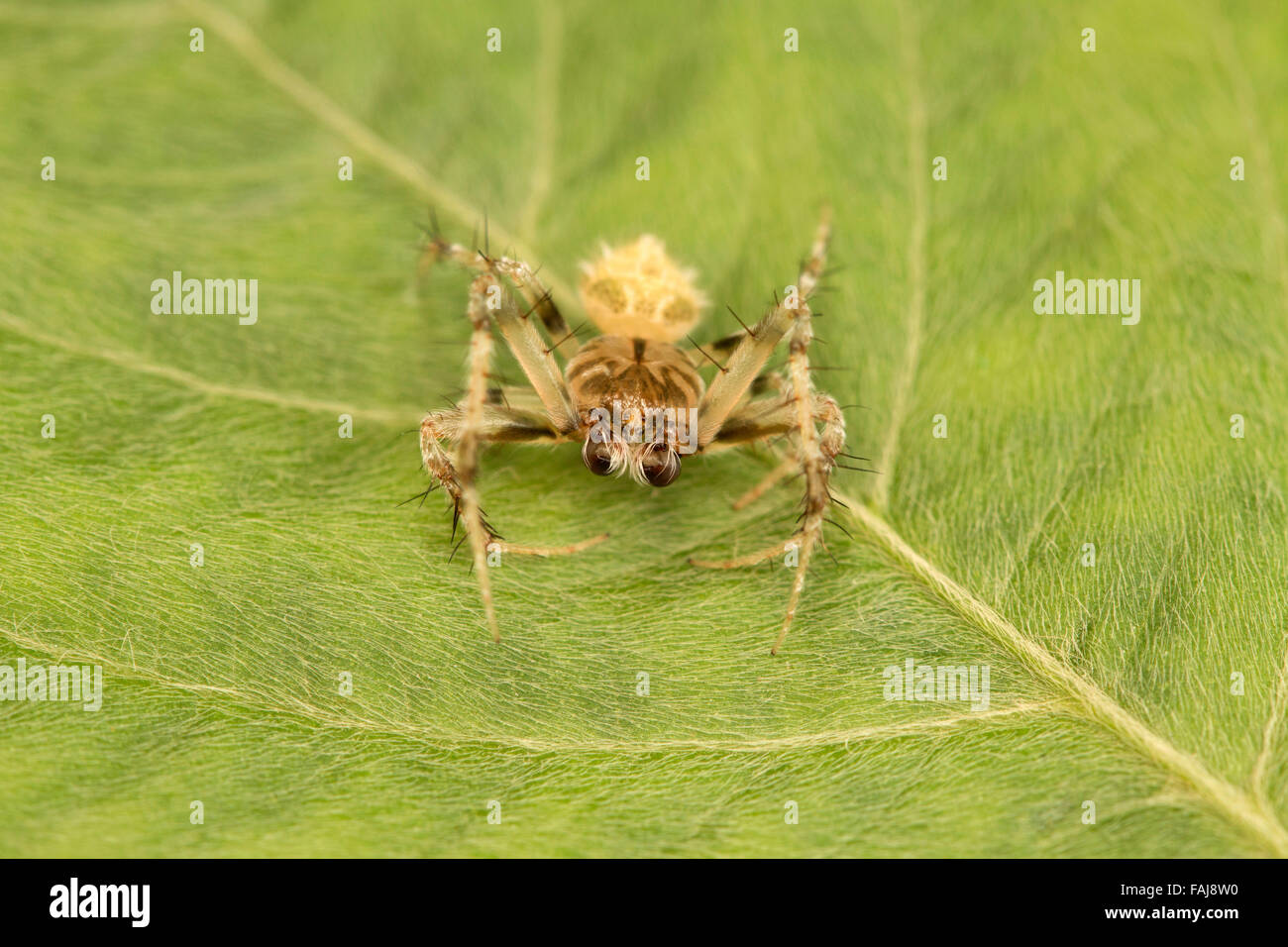Araneus Sp Stock Photos & Araneus Sp Stock Images - Alamy