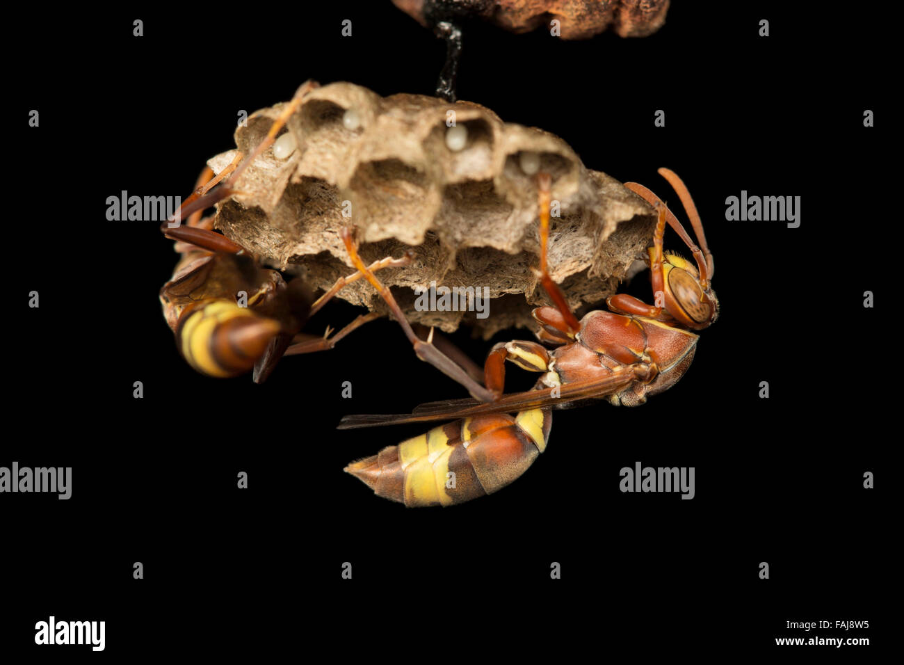Paper wasp, Family Vespidae, Aarey Milk Colony, India Stock Photo - Alamy