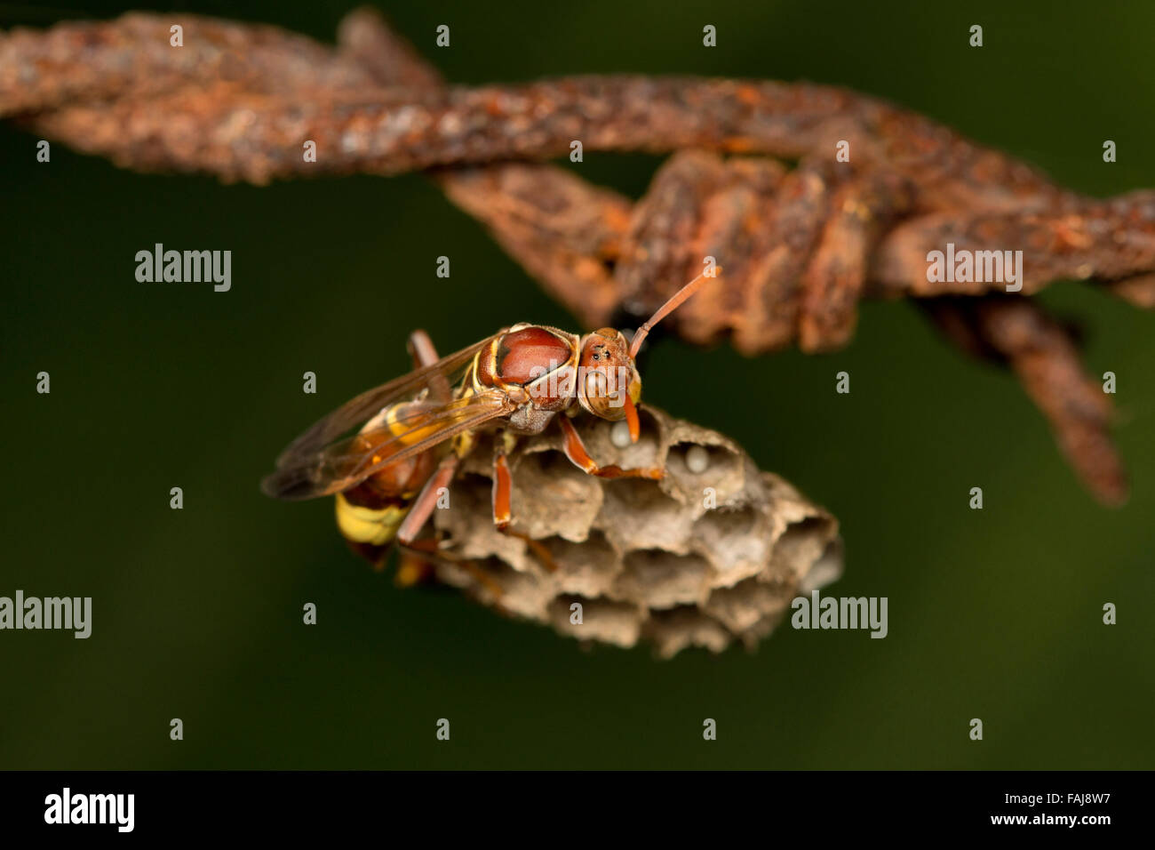 Paper wasp, Family Vespidae, Aarey Milk Colony, India Stock Photo - Alamy