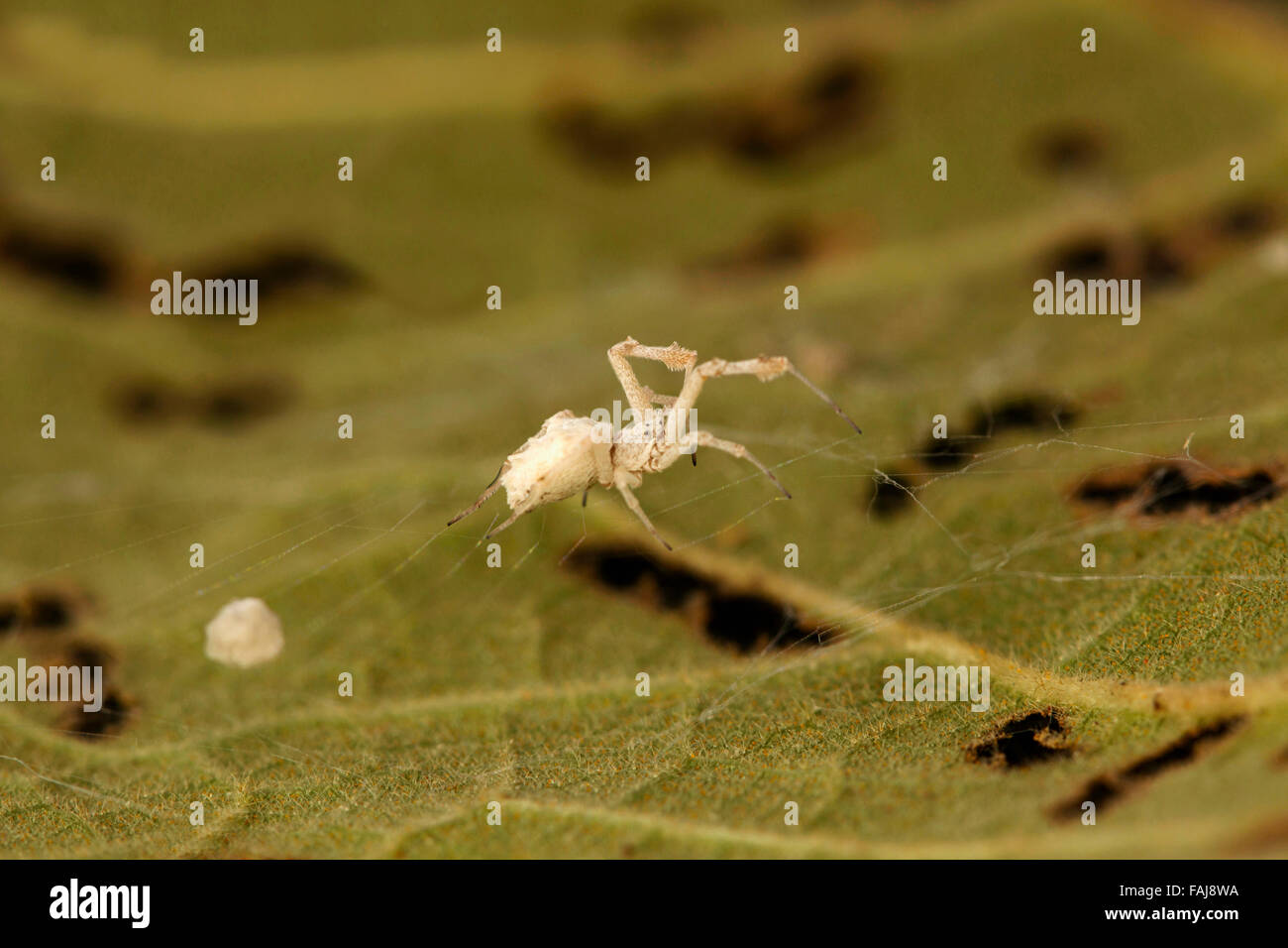 Spider, Uloborus sp., Aarey Milk Colony, India. Family : Uloboridae ...
