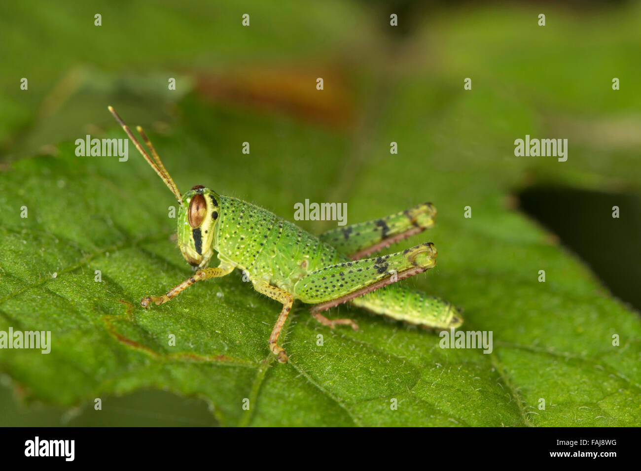 Grasshopper india hi-res stock photography and images - Alamy