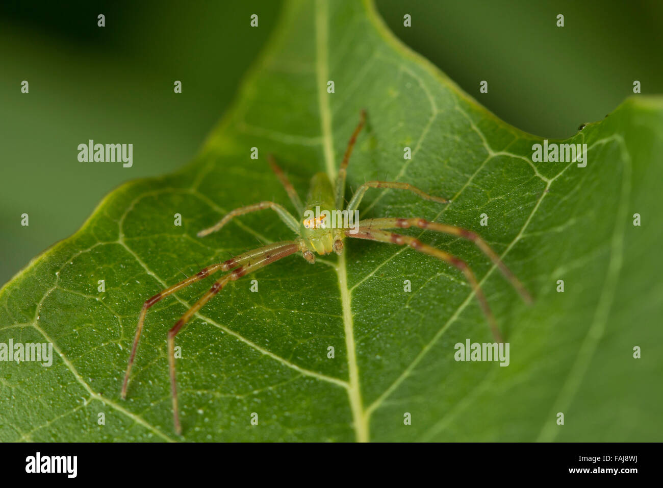 Grass crab spider, Oxytate virens, Aarey Milk Colony, India Stock Photo ...
