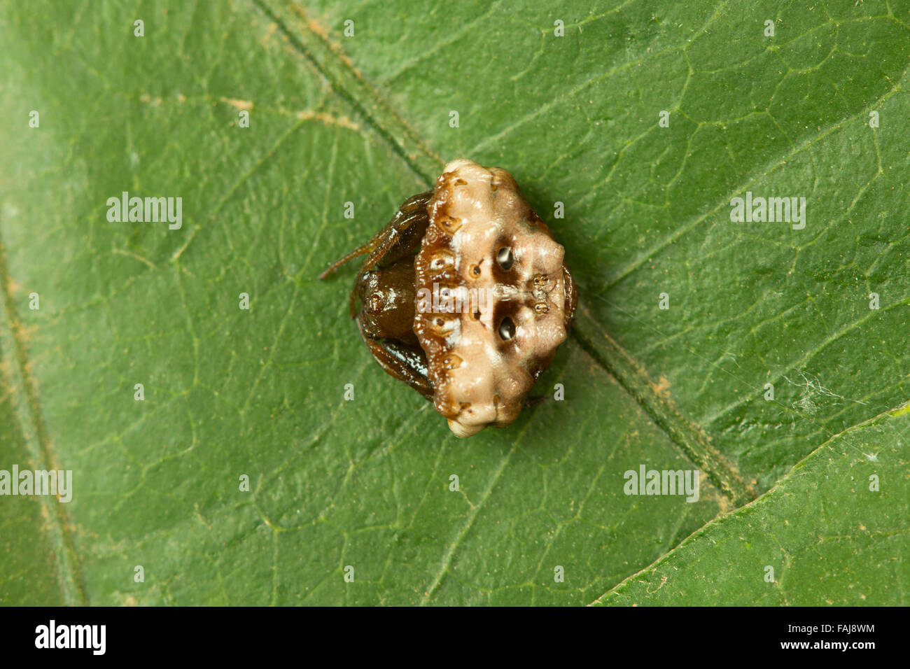 India Poisonous Spider High Resolution Stock Photography and Images - Alamy