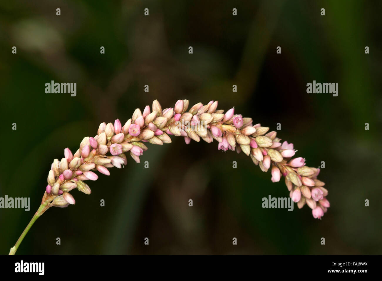Violet flower flowers india hi-res stock photography and images - Alamy