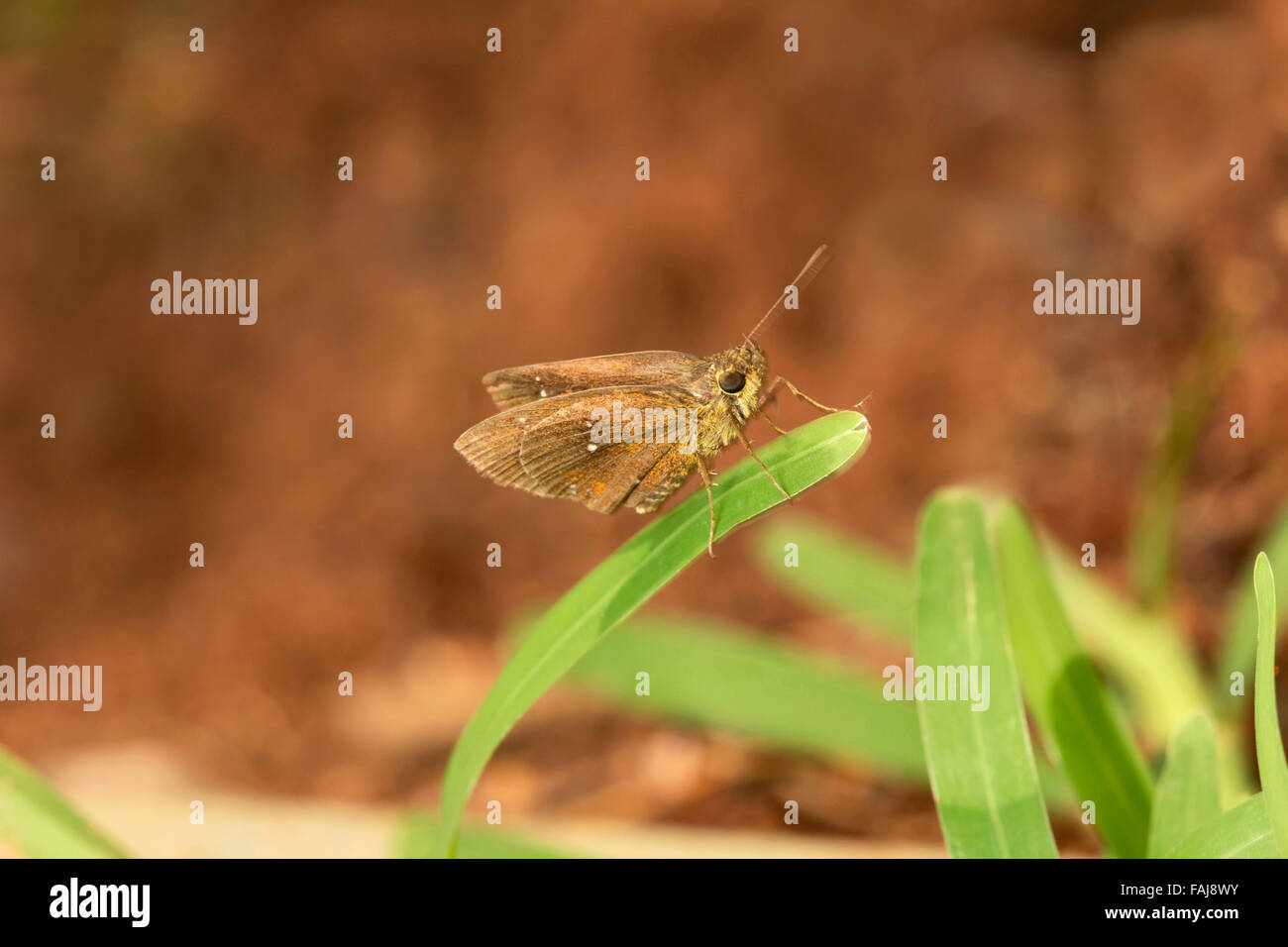 Chestnut bob, Iambrix salsala salsala, NCBS, Bangalore, India Stock ...