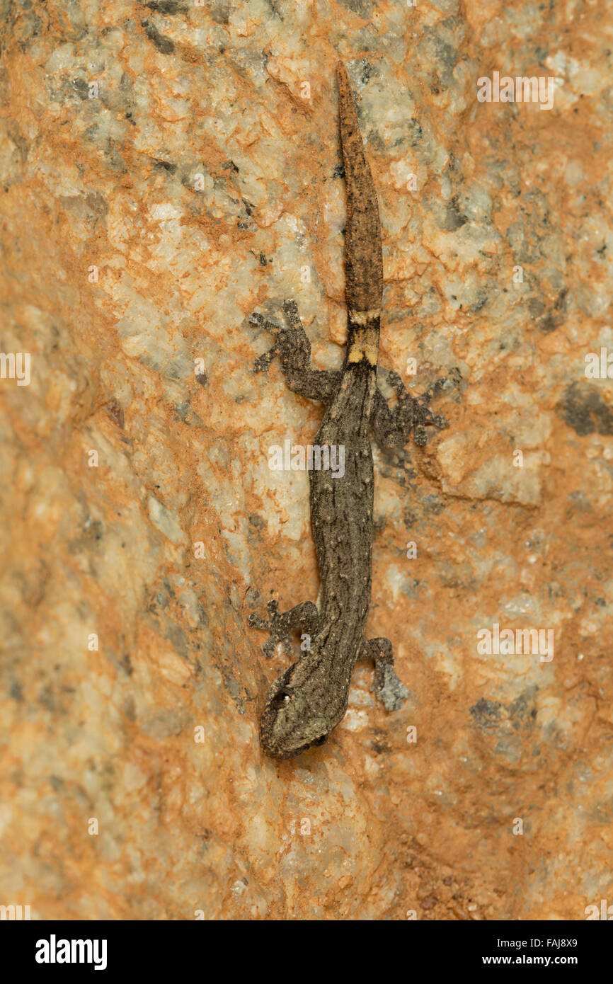 Curled worm hi-res stock photography and images - Alamy