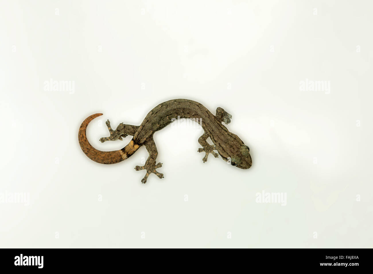 Curled worm hi-res stock photography and images - Alamy