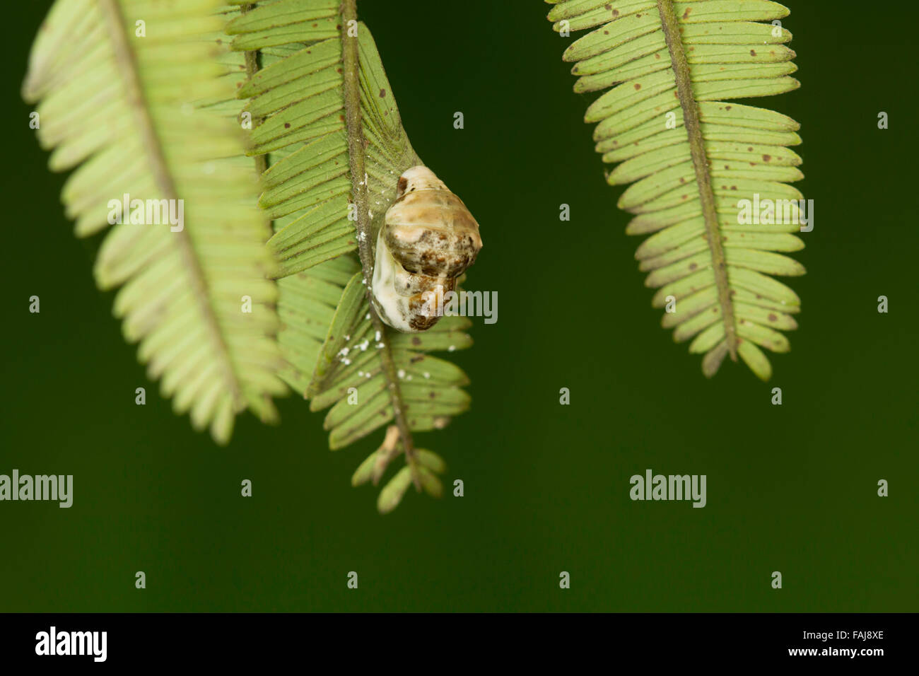 Apefly pupae, Spalgis epius, NCBS, Bangalore, India Stock Photo - Alamy