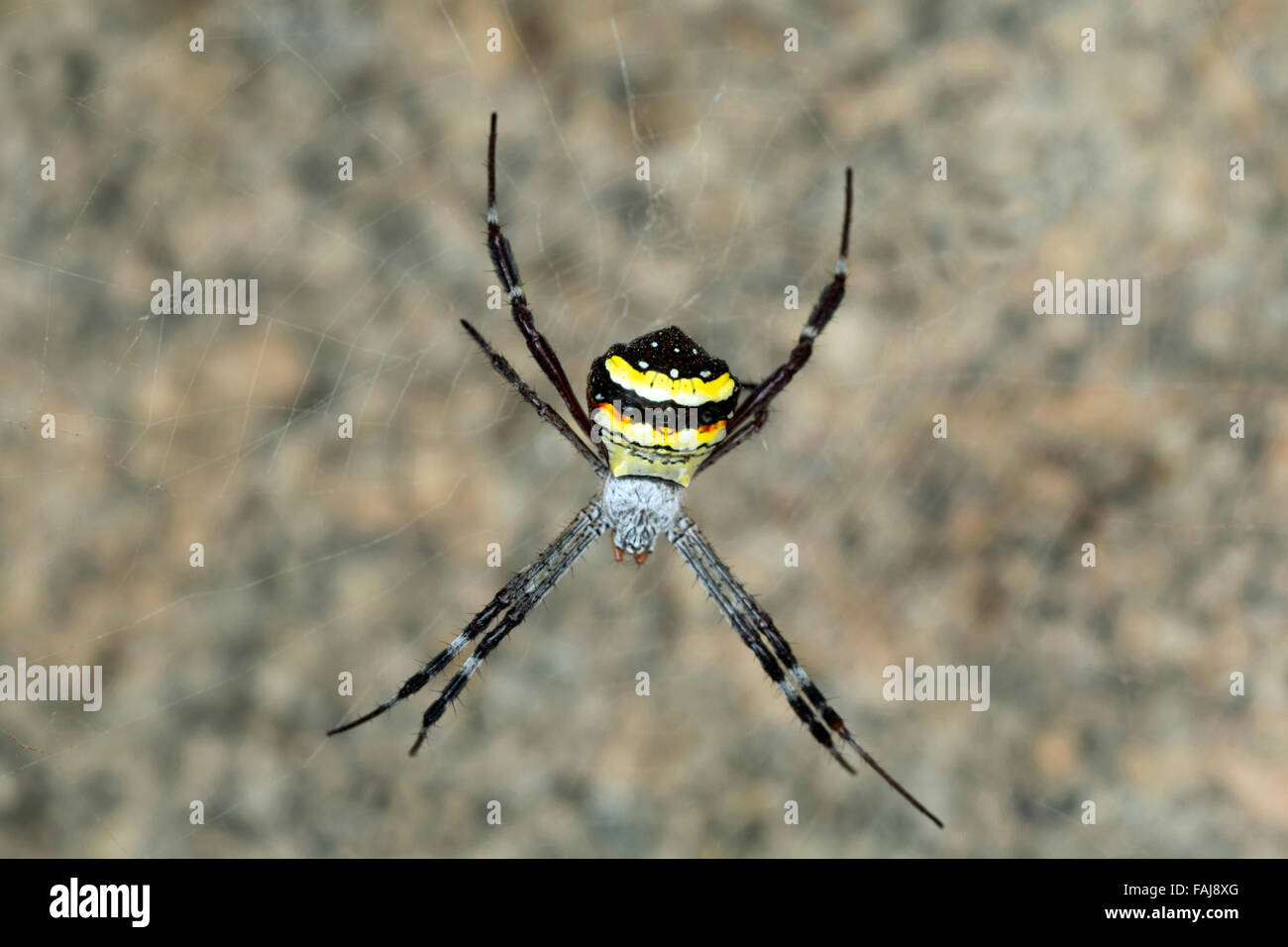 Signature spider, Argiope sp., NCBS, Bangalore, India Stock Photo - Alamy
