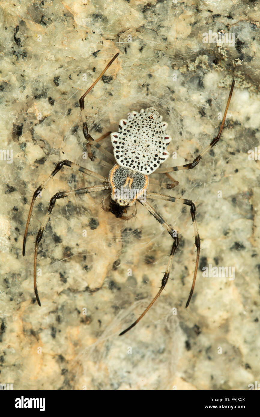 Coin spider, Herennia sp., NCBS, Bangalore, India Stock Photo - Alamy