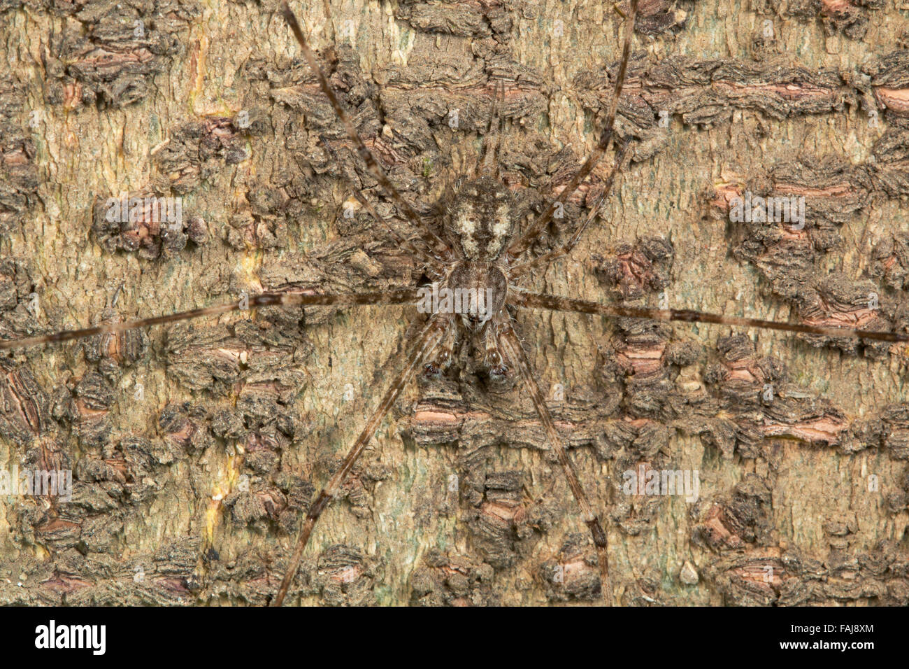 Two tailed spider, Hersilia sp., NCBS, Bangalore, India Stock Photo - Alamy