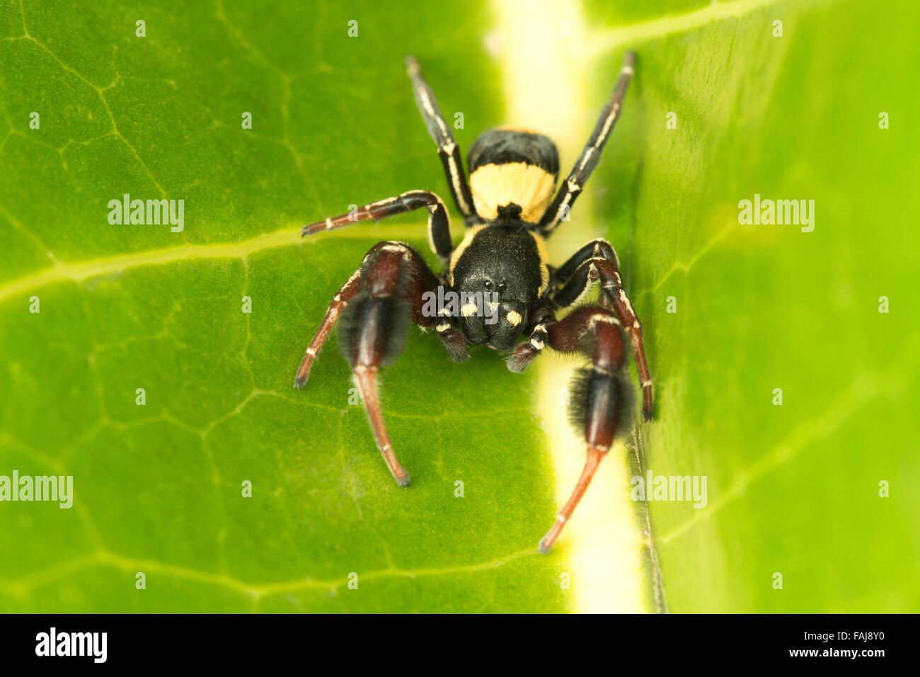 Spider, Stegodyphus tibialis, NCBS, Bangalore, India Stock Photo - Alamy