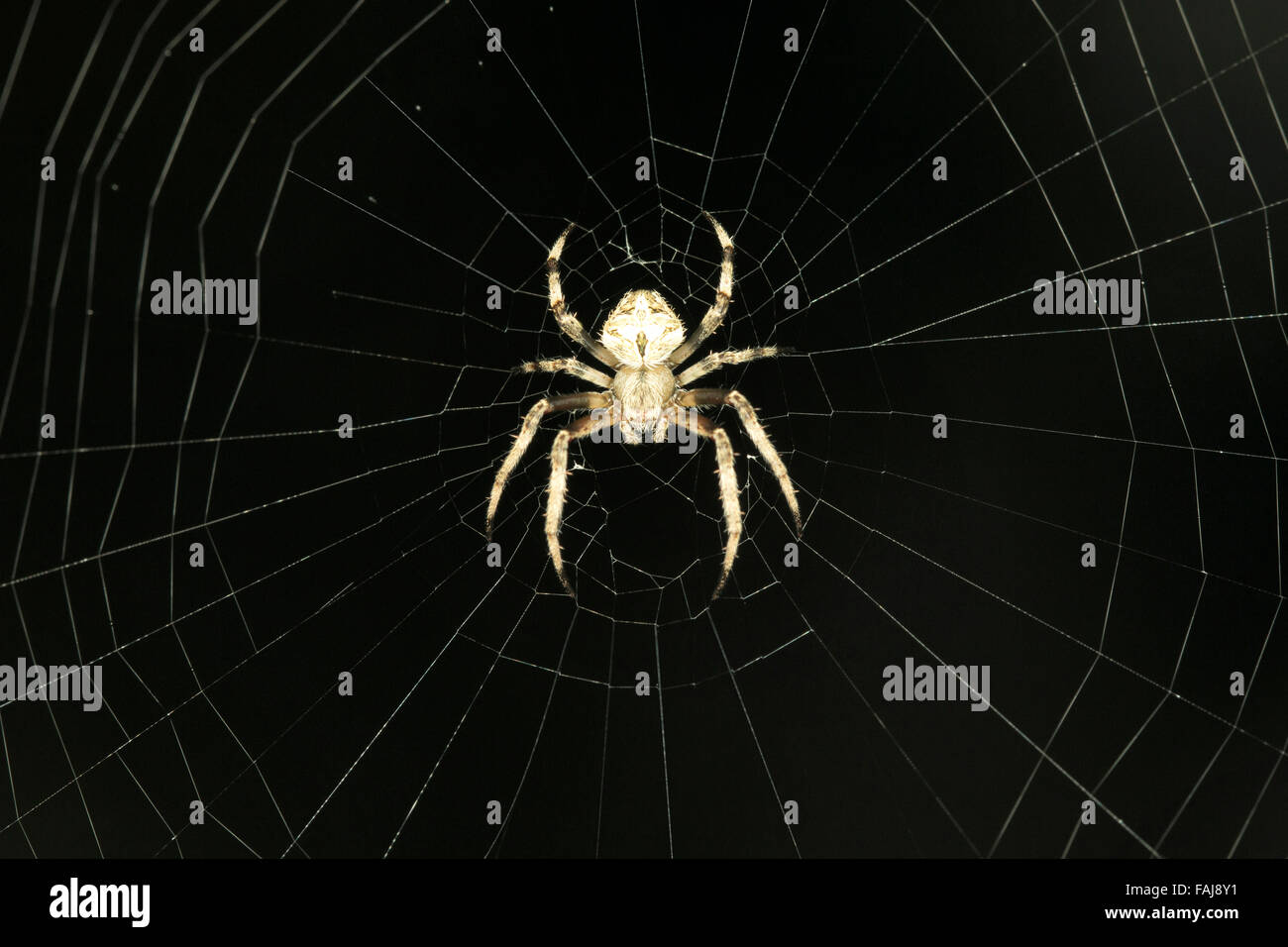 Neoscona Spider High Resolution Stock Photography and Images - Alamy