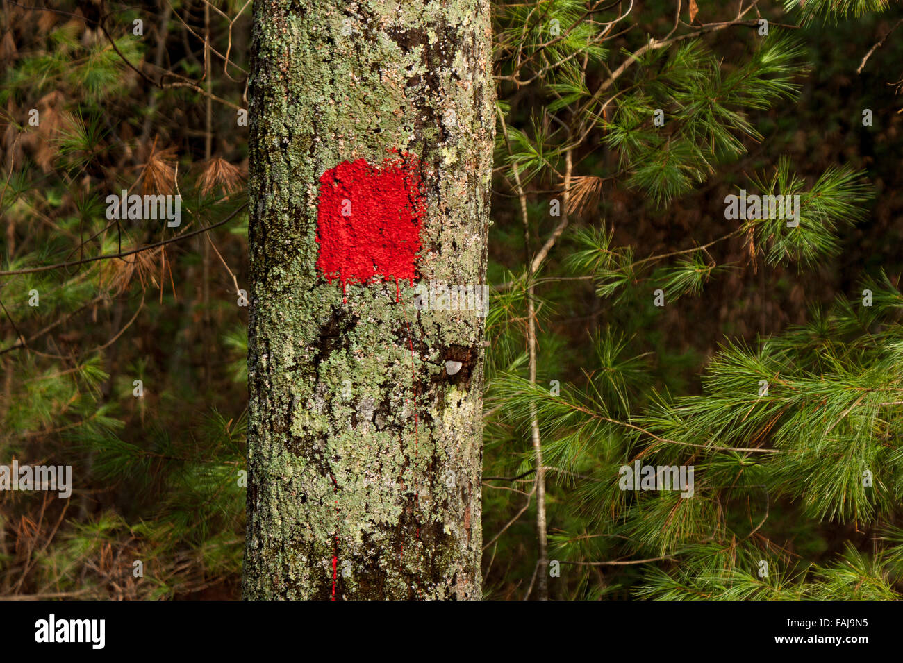 Red square trail marker on a pine tree trunk Stock Photo - Alamy