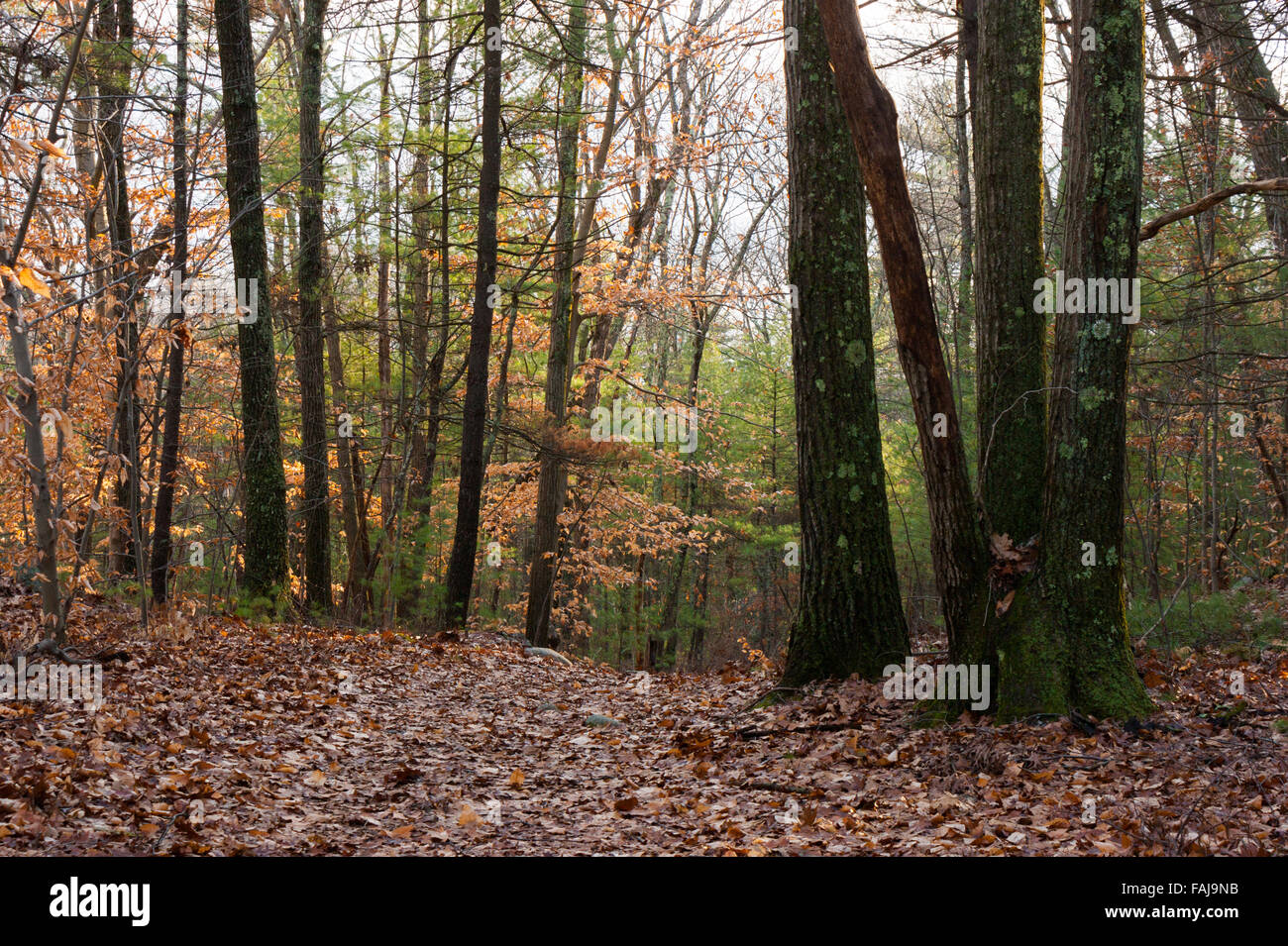 Temperate forest landscape with fallen leaves, in Rocky Woods ...