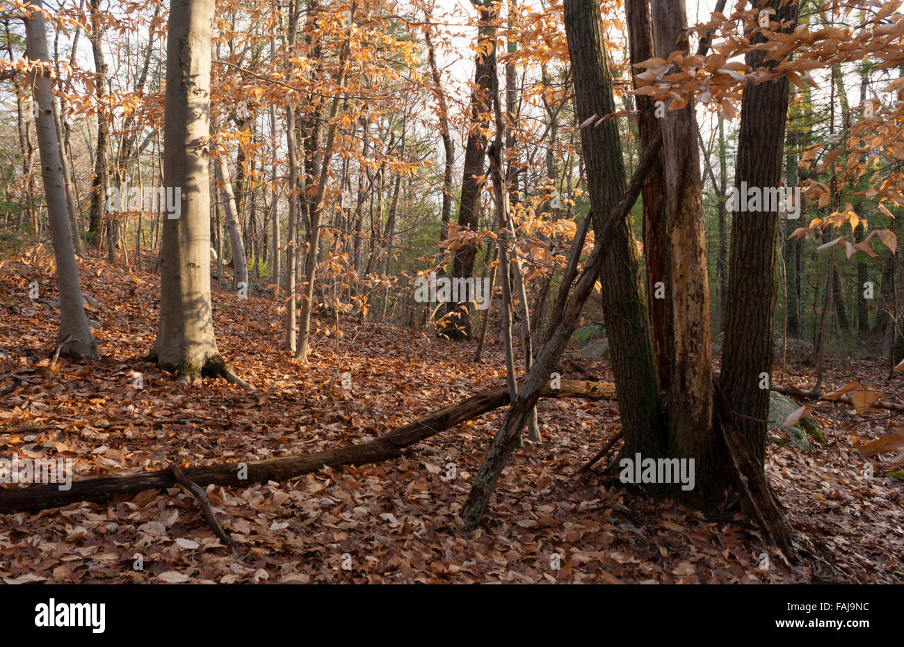 Beech and maple forest landscape with fallen leaves and decaying trunks ...