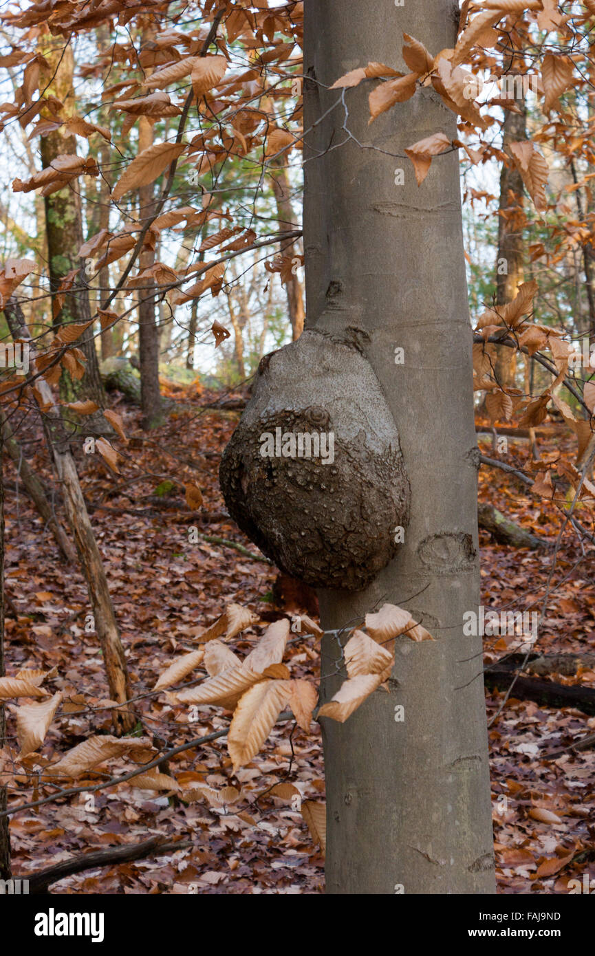 Crown gall tumor hi-res stock photography and images - Alamy