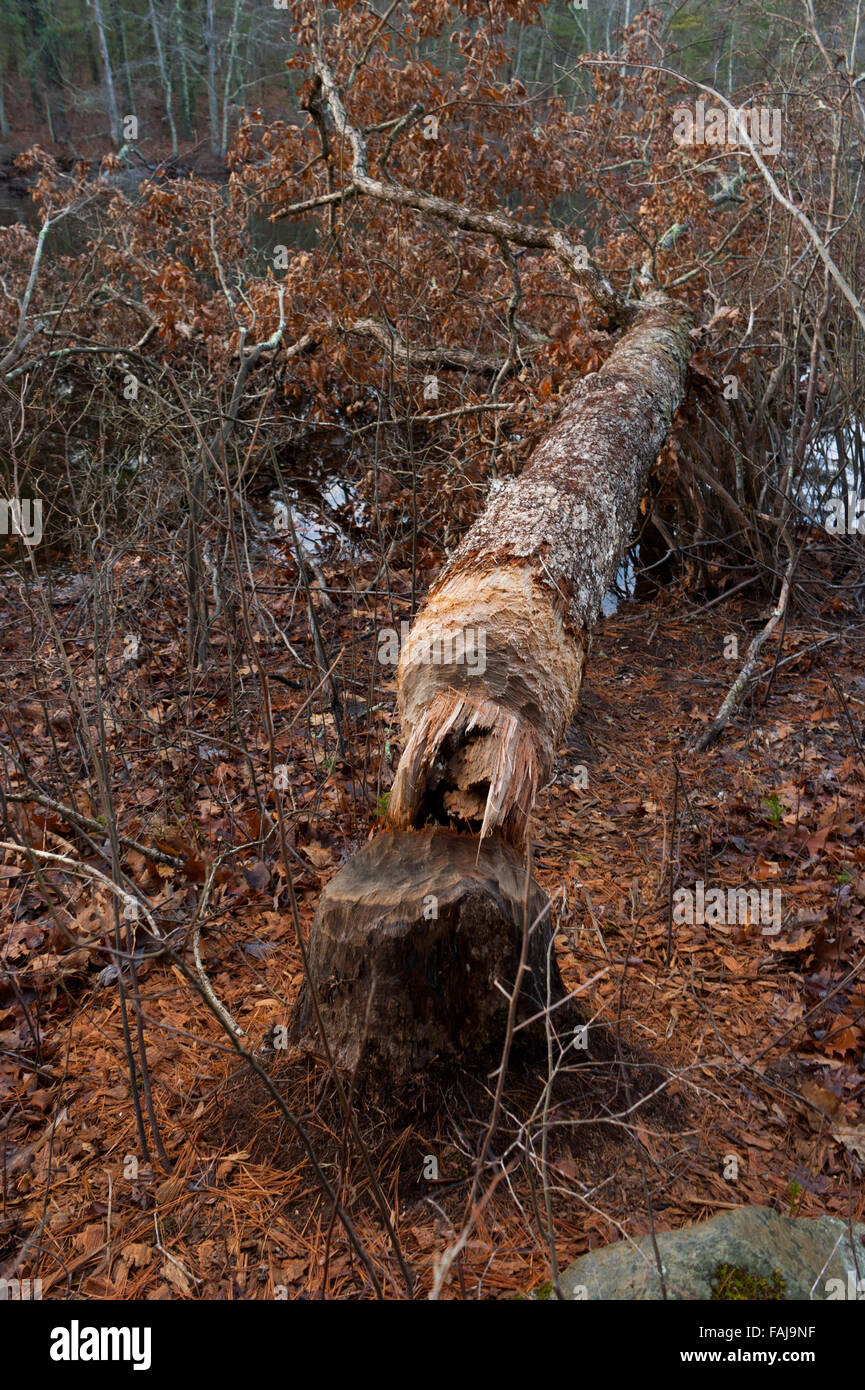 Tree fallen down building hi-res stock photography and images - Alamy