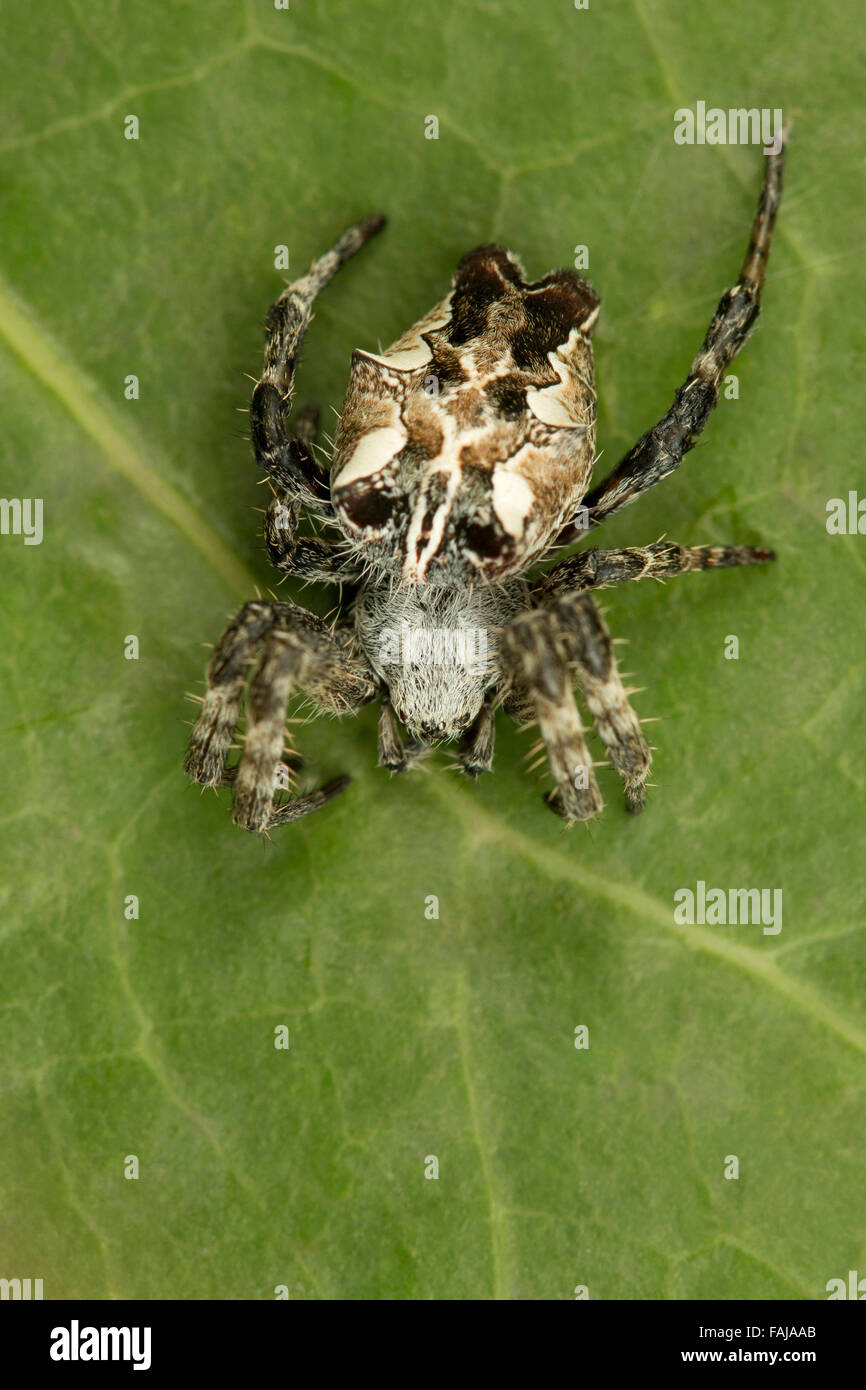 Neoscona hi-res stock photography and images - Alamy