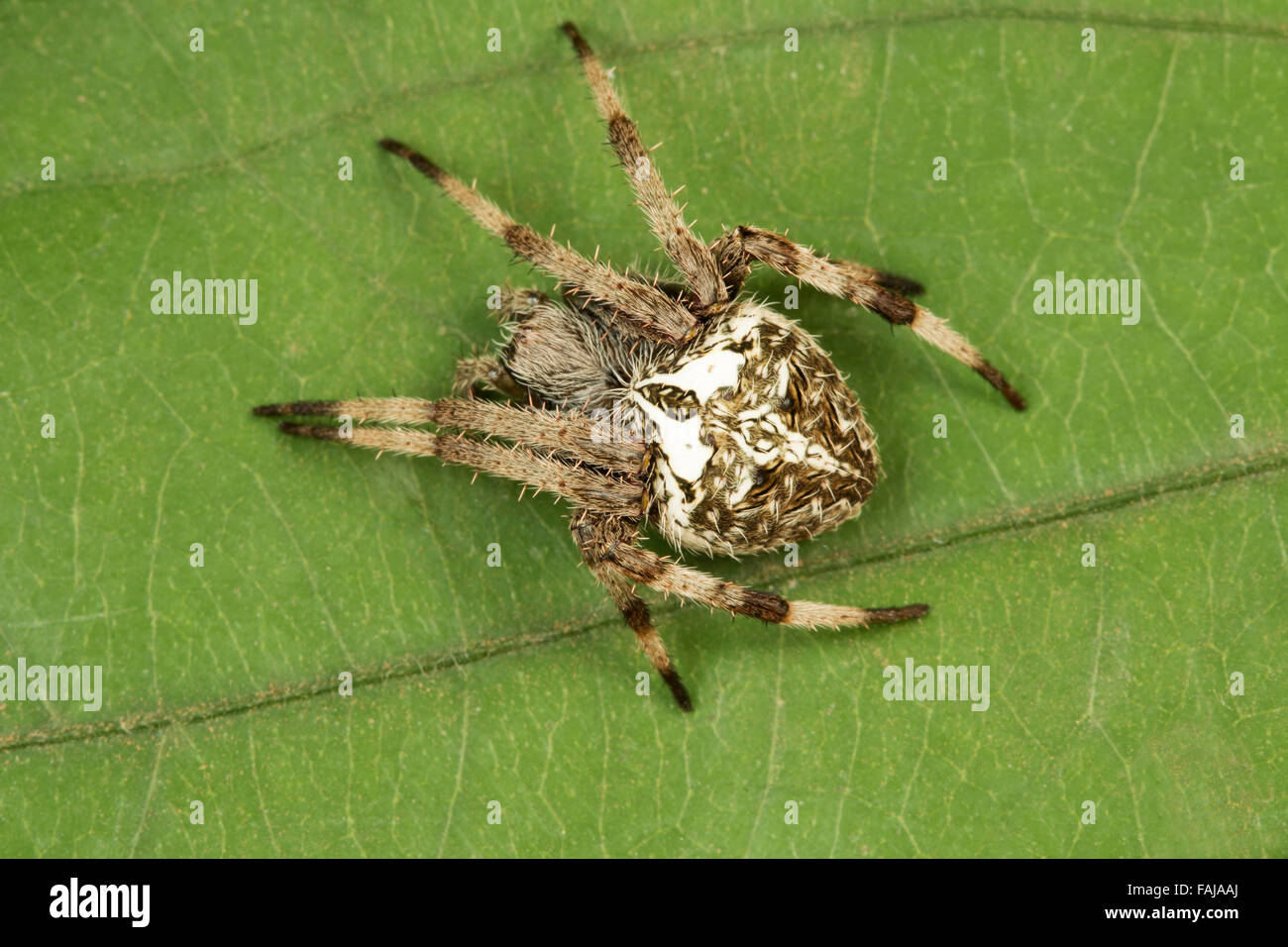 Two tailed spider, Hersilia sp., NCBS, Bangalore, India Stock Photo - Alamy