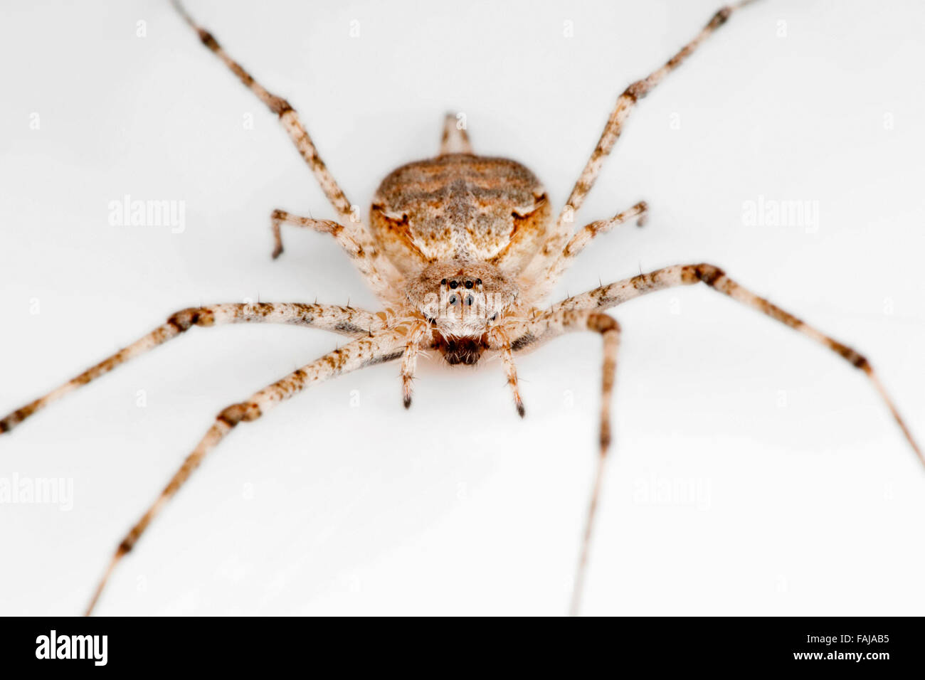 Two tailed spider, Hersilia sp., NCBS, Bangalore, India Stock Photo - Alamy