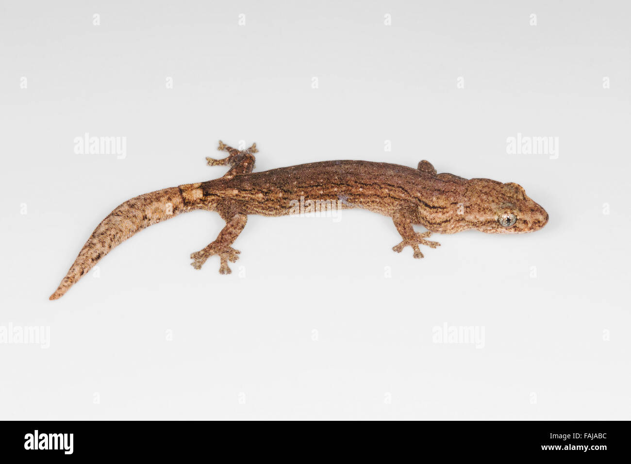 Curled worm hi-res stock photography and images - Alamy