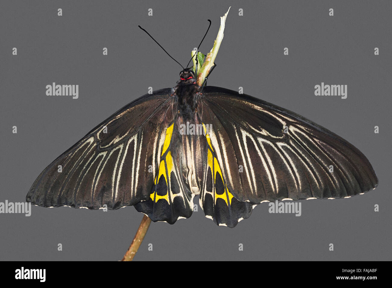 Troides minos hi-res stock photography and images - Alamy