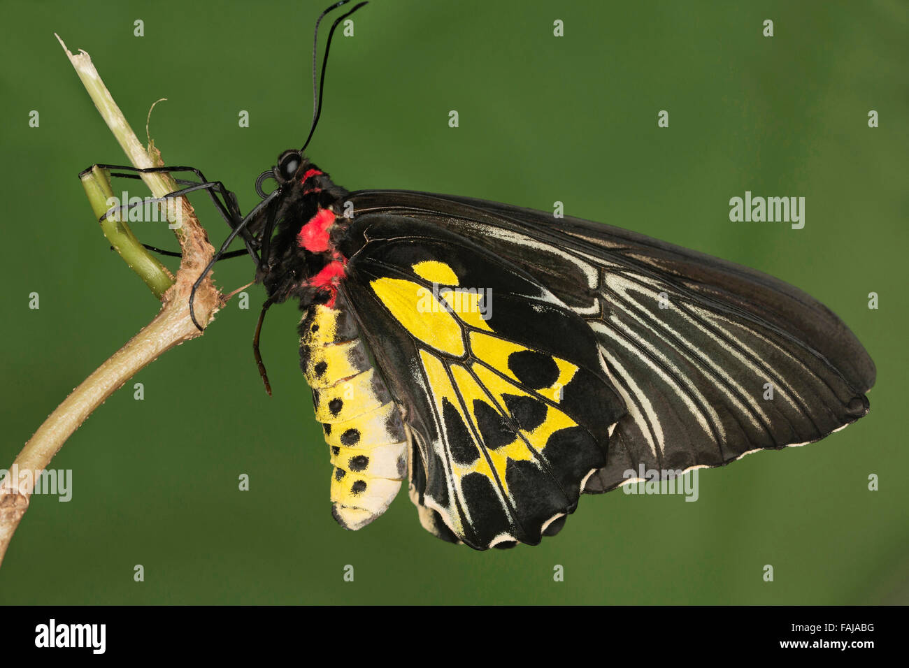 Southern birdwing, Troides minos, NCBS, Bangalore, India Stock Photo ...