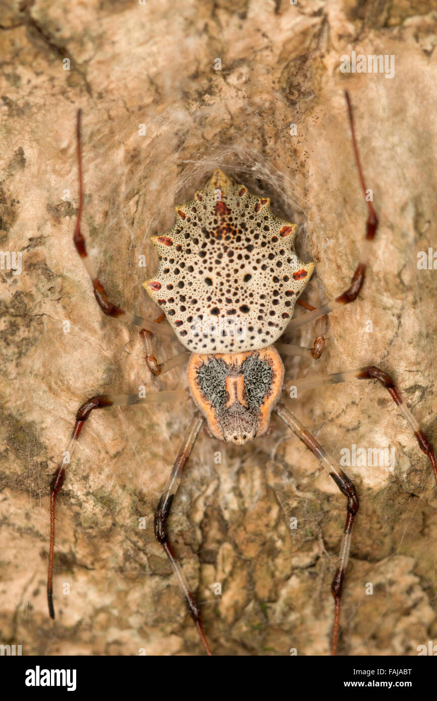 Coin spider, Herennia sp. male, NCBS, Bangalore, India Stock Photo - Alamy