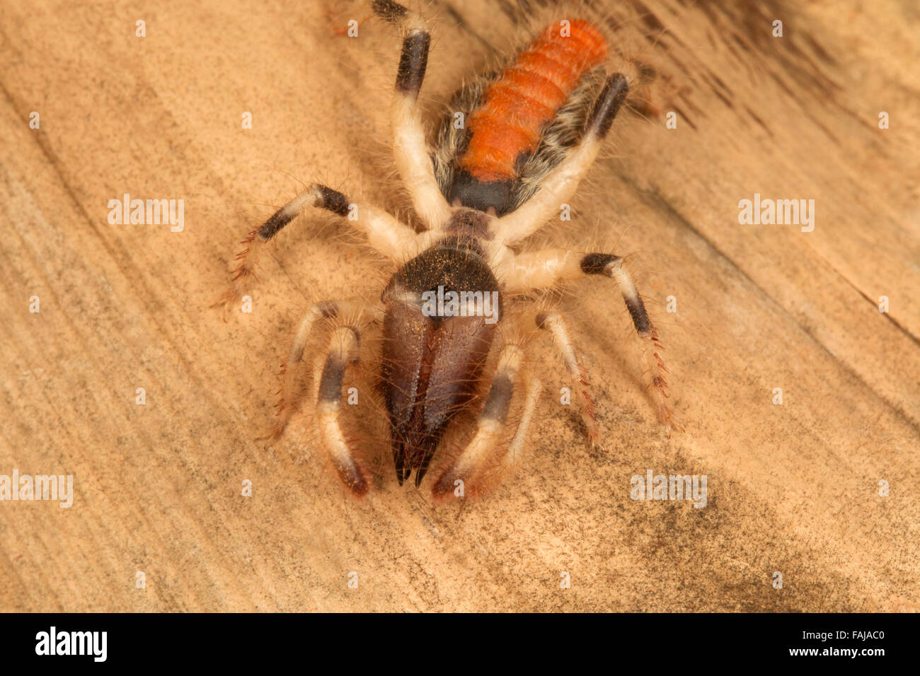 Spiders of kerala hi-res stock photography and images - Alamy