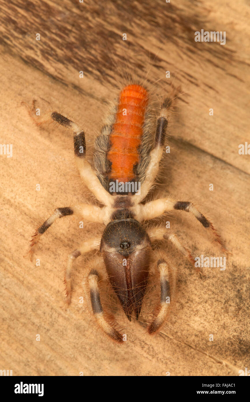 Spiders of kerala hi-res stock photography and images - Alamy
