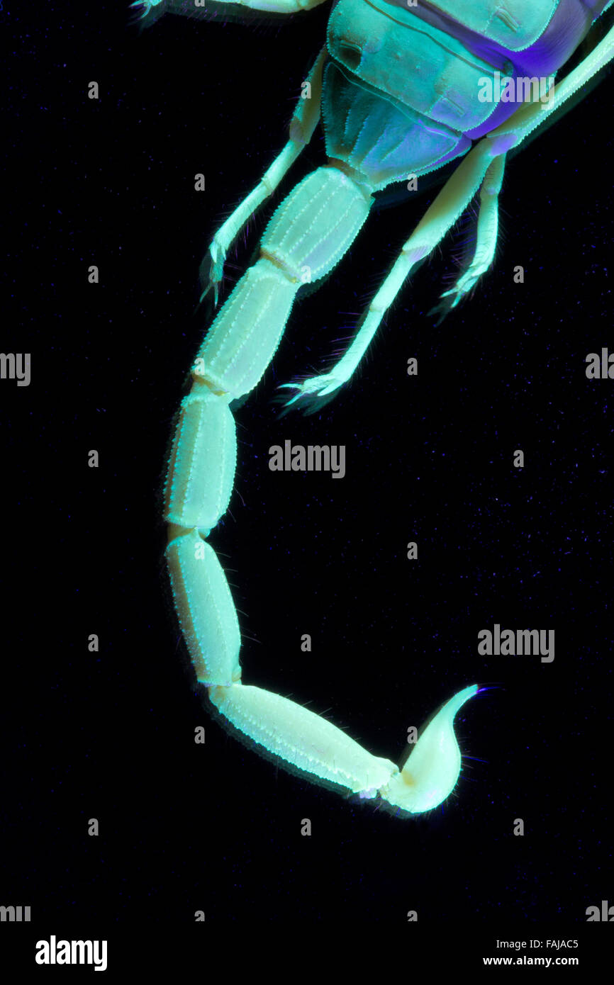 Uv scorpion hi-res stock photography and images - Alamy