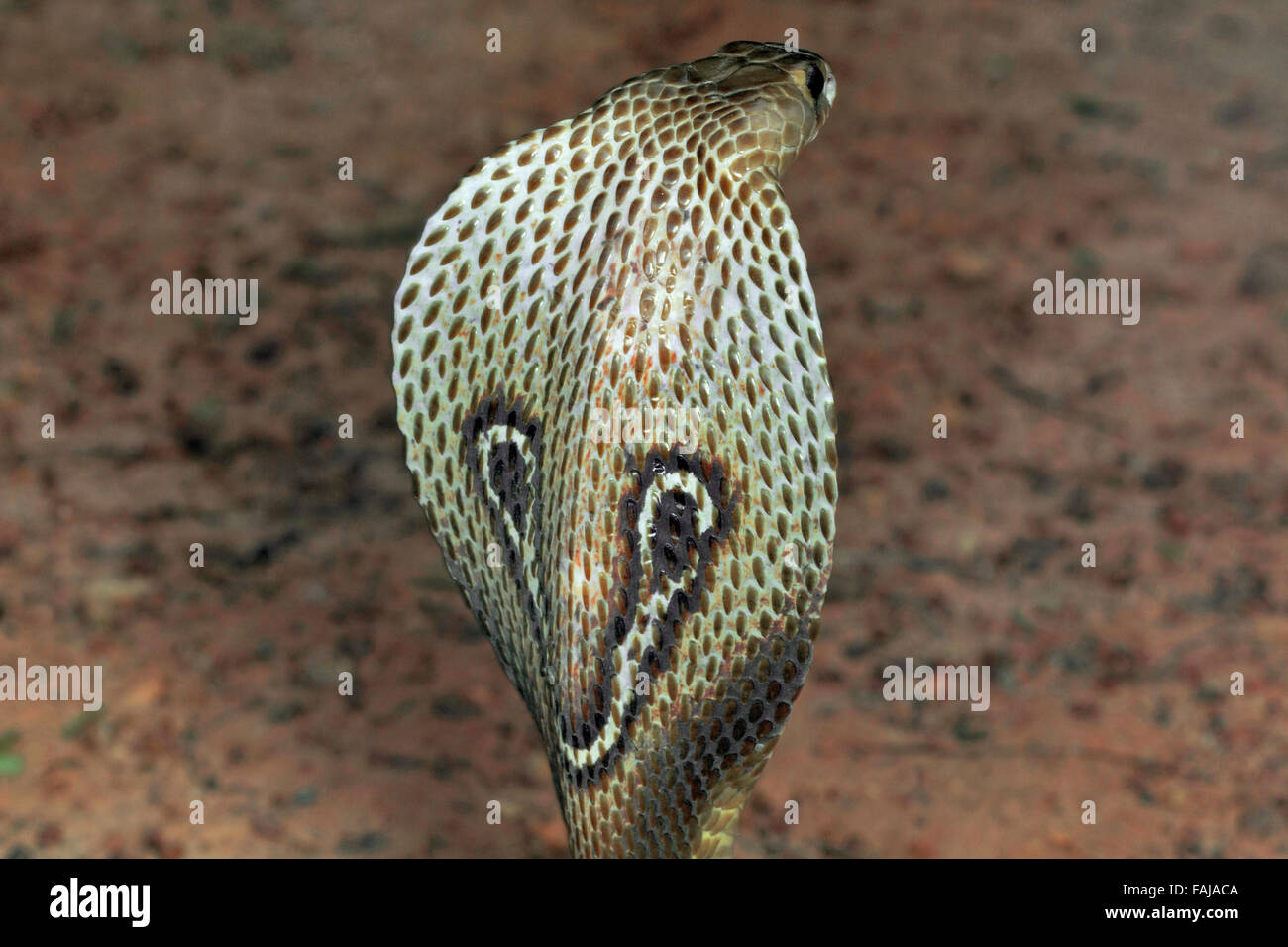 Naja hi-res stock photography and images - Alamy