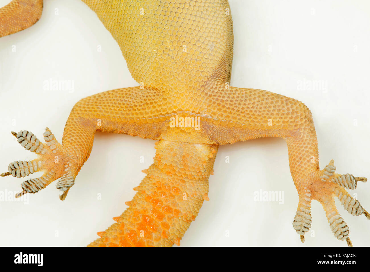 House gecko hi-res stock photography and images - Alamy