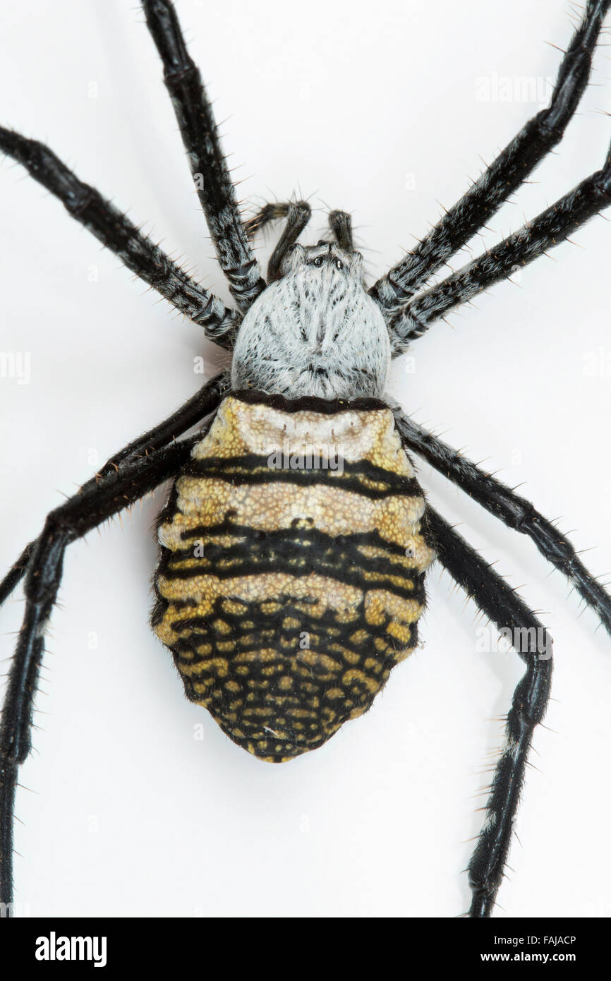 Signature spider, Argiope sp., NCBS, Bangalore, India Stock Photo - Alamy
