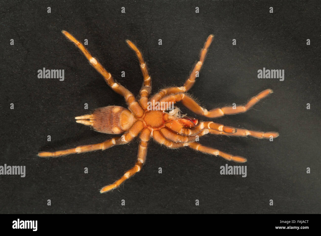 Theraphosidae hi-res stock photography and images - Alamy