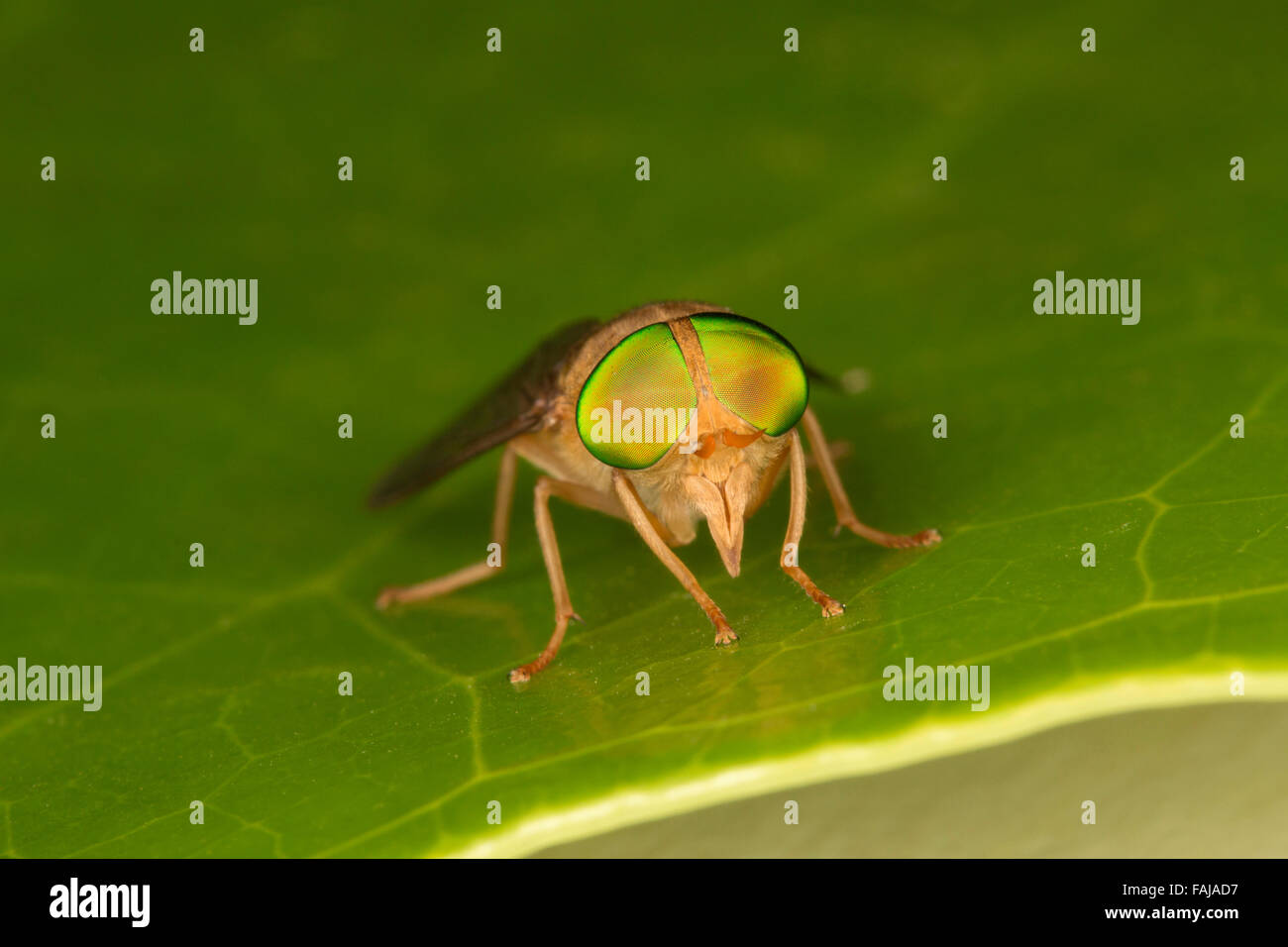 Green eyed fly, NCBS, Bangalore, India Stock Photo - Alamy