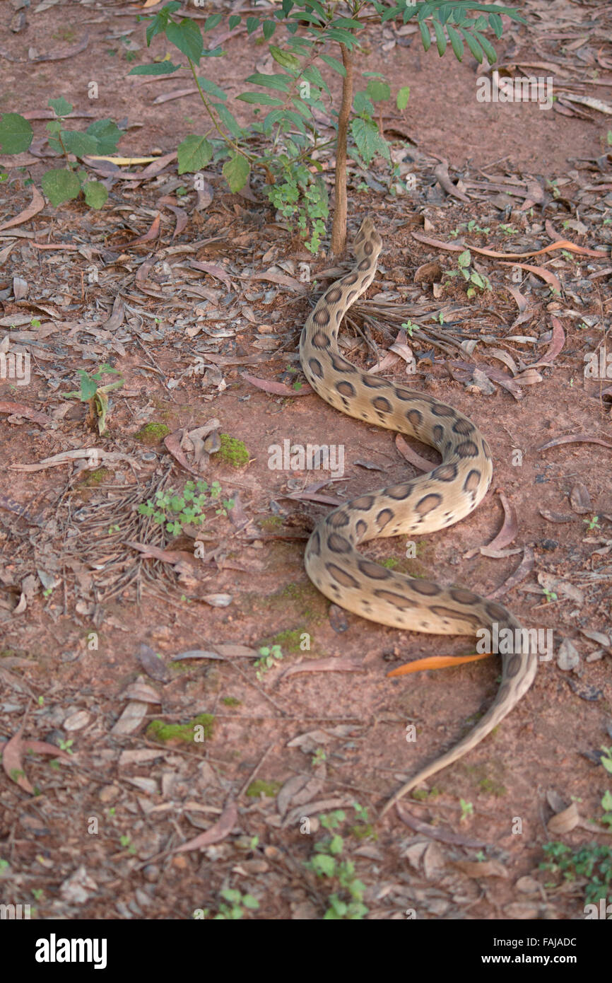 Russell's viper, Daboia russelii, NCBS, Bangalore, India Stock Photo ...