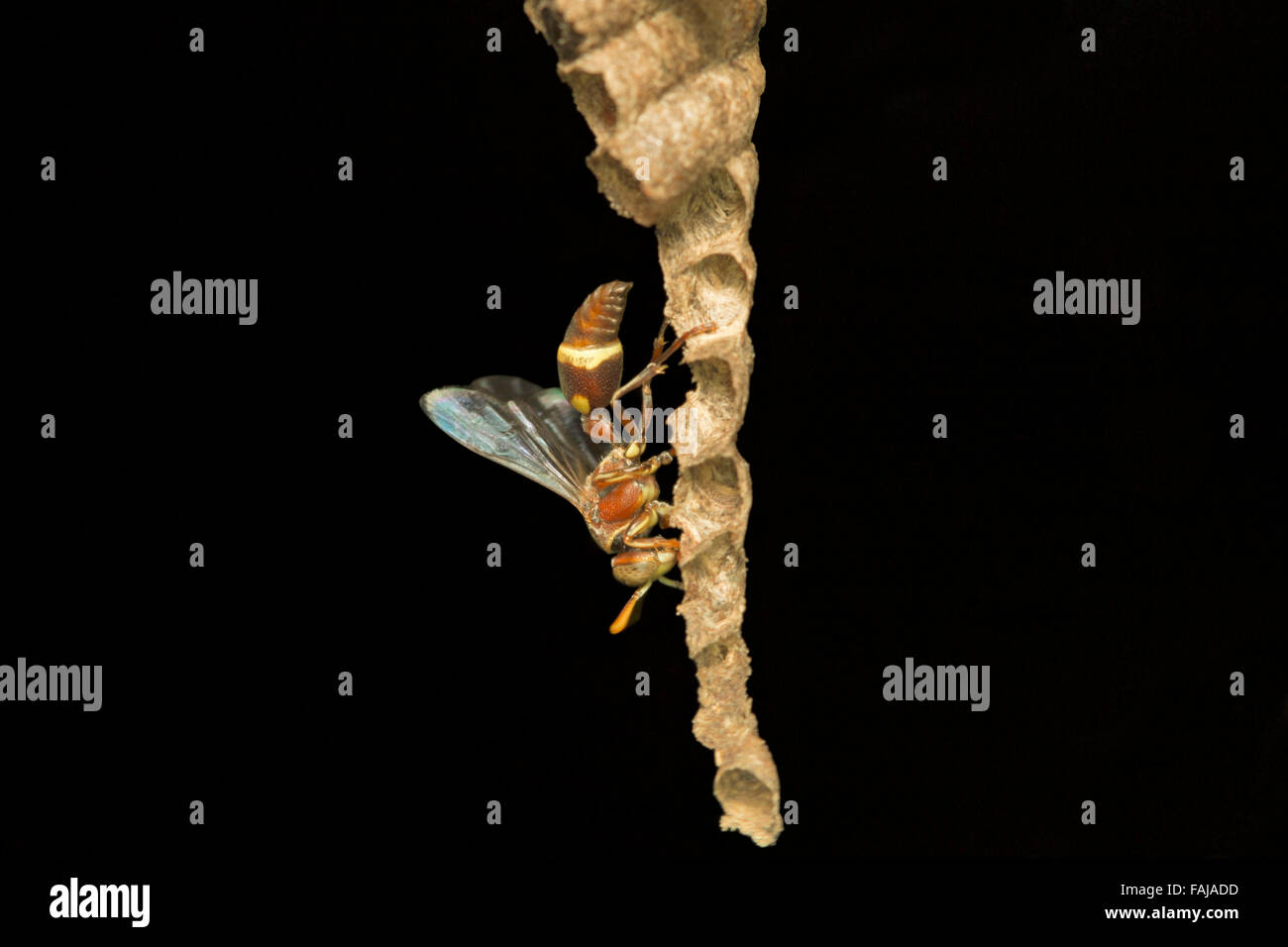 Paper wasp, Family Vespidae, Aarey Milk Colony, India Stock Photo - Alamy