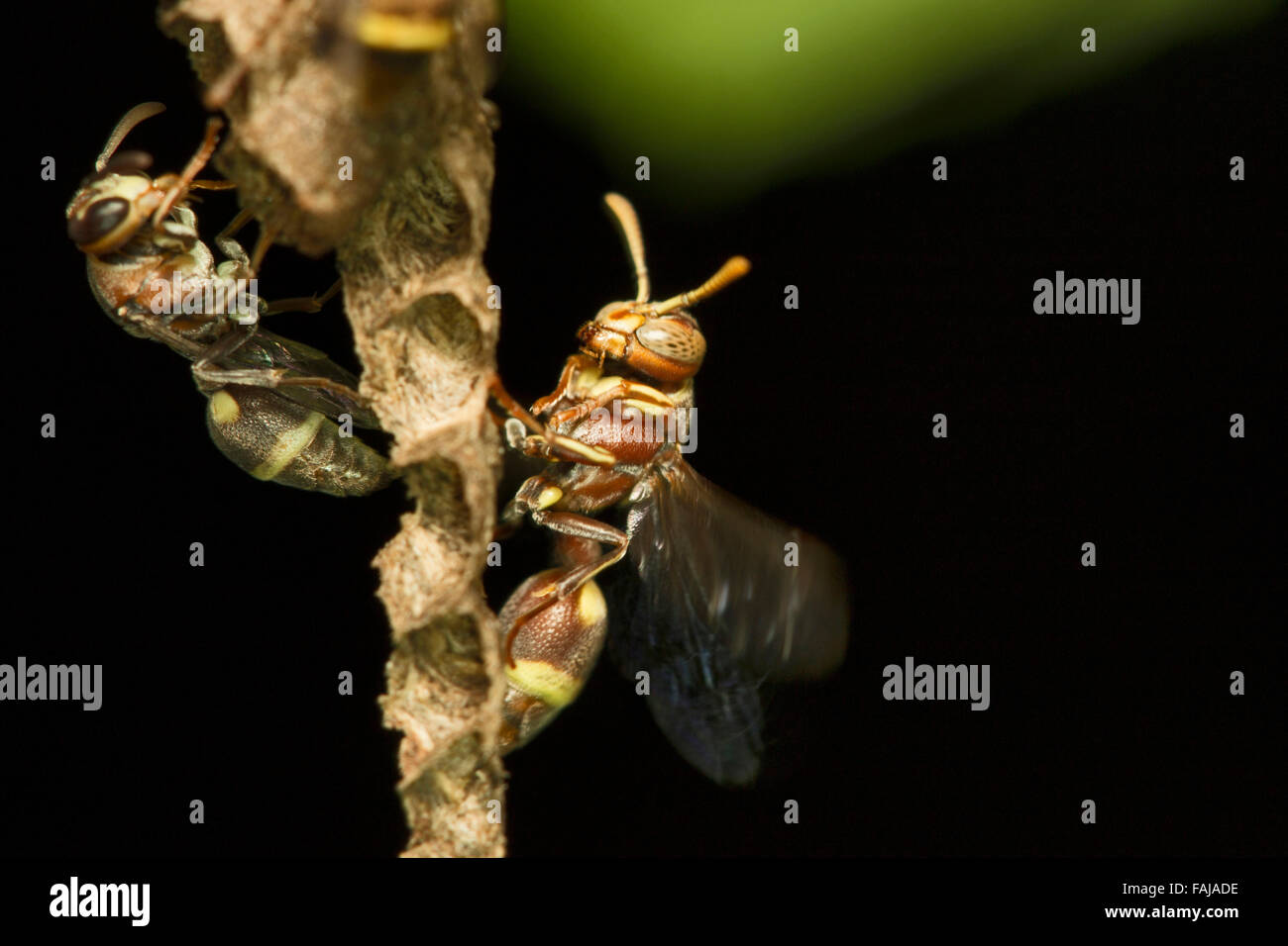 Family vespidae hi-res stock photography and images - Alamy