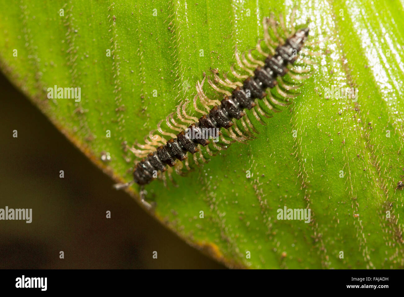 Millipede, Aarey Milk Colony, India Stock Photo - Alamy