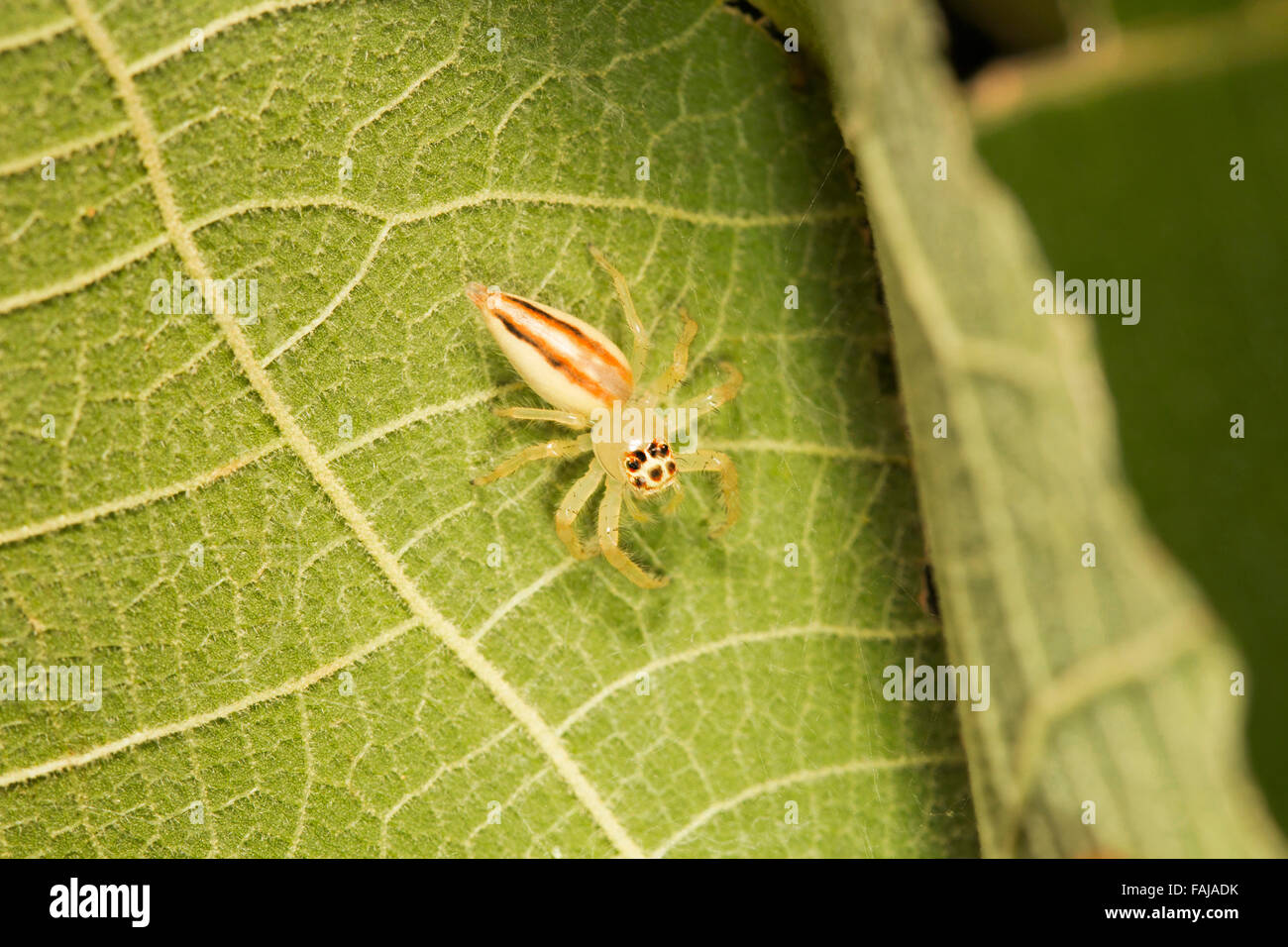 Telamonia dimidiata hi-res stock photography and images - Alamy